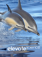 IXL skill plan | 1st grade plan for Elevate Science