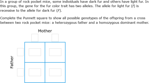 IXL - Punnett squares: Mendelian inheritance (Biology practice)