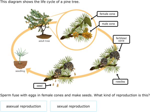 IXL | Flowering plant and conifer life cycles | 6th grade science
