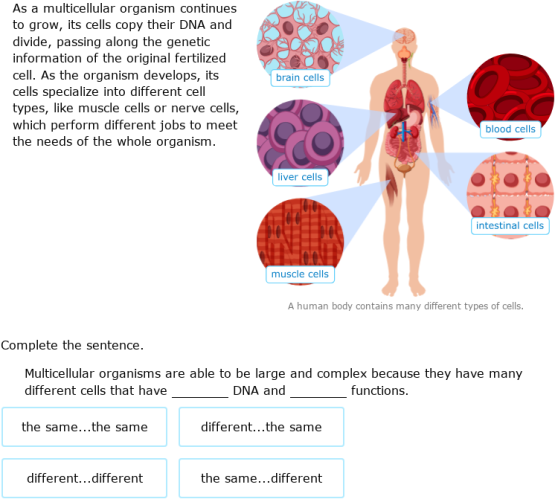 IXL - Introduction to cell division (Biology practice)