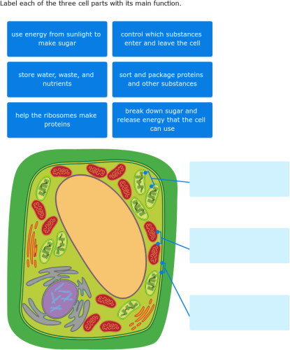 IXL - Plant cell diagrams: label parts (Biology practice)