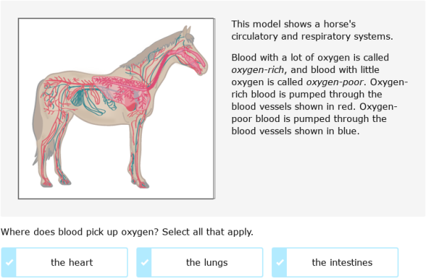 IXL | Body systems: circulation and respiration | 6th grade science