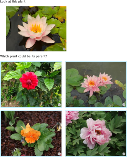 IXL | Match plants to their parents | 2nd grade science