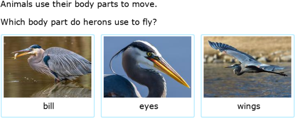 IXL | How do animals use their body parts? | Kindergarten science