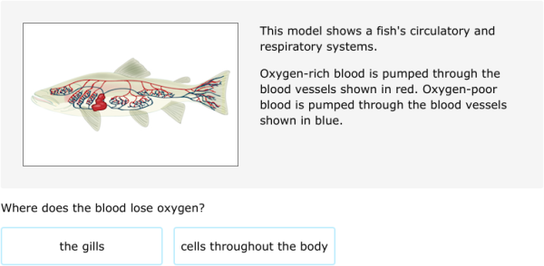 IXL | Body systems: circulation and respiration | 5th grade science