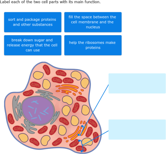 Labeled Animal Cell With Functions