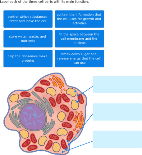 IXL - Animal cell diagrams: label parts (Biology practice)