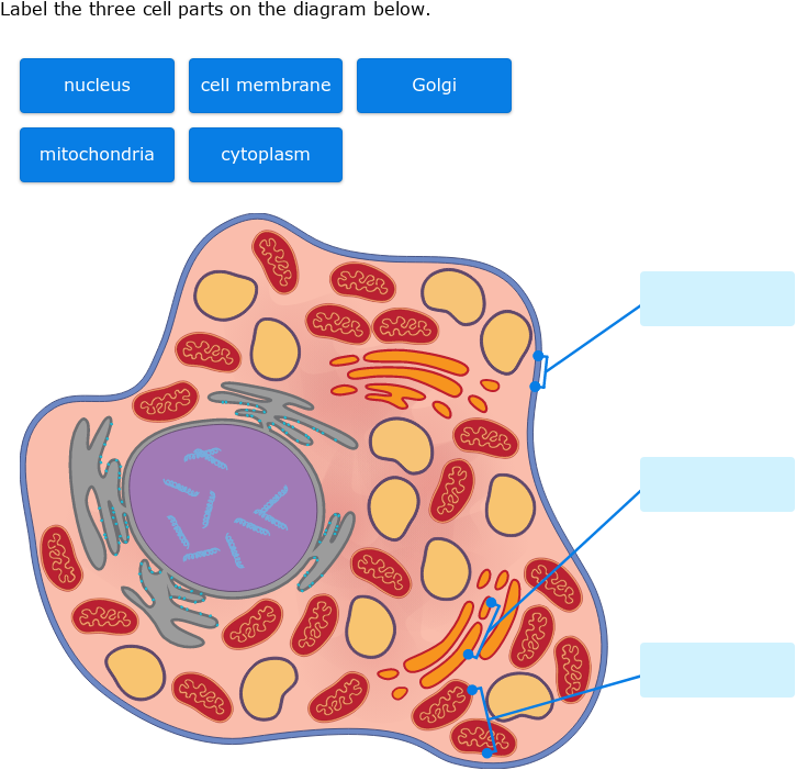 Parts Of An Animal Cell 5th Grade