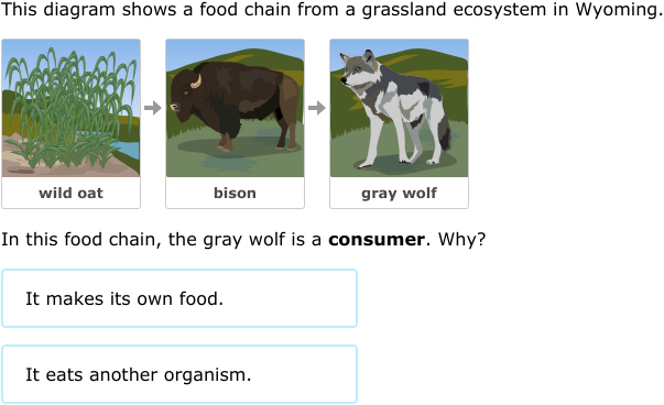 Grassland Ecosystem Food Chain