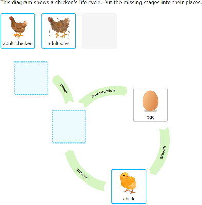 IXL - Read and construct animal life cycle diagrams (4th grade science ...