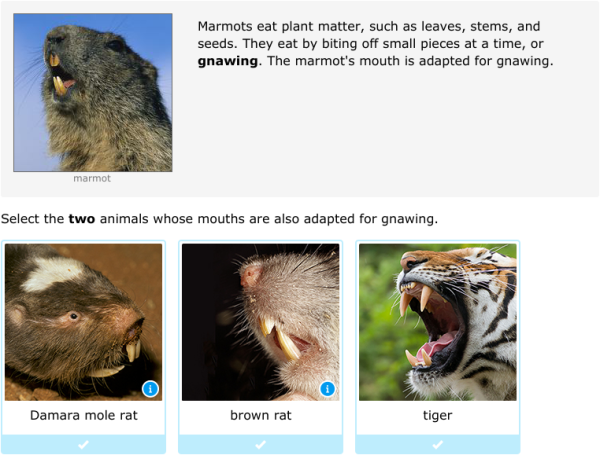 IXL | Animal adaptations: beaks, mouths, and necks | 3rd grade science