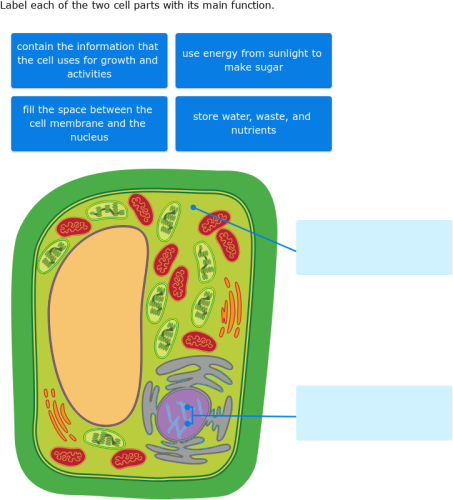 IXL | Plant cell diagrams: label parts | 5th grade science
