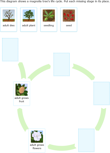 IXL | Describe and construct flowering plant life cycles | 4th grade ...