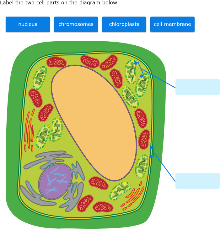 Plant Cell Diagram 5th Grade