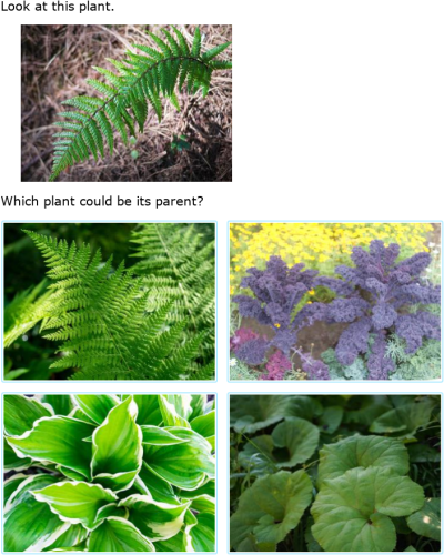 IXL | Match plants to their parents | Kindergarten science