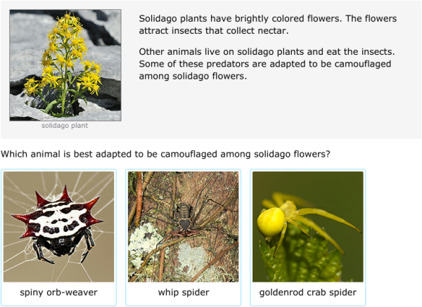 IXL | Animal adaptations: skins and body coverings | 4th grade science