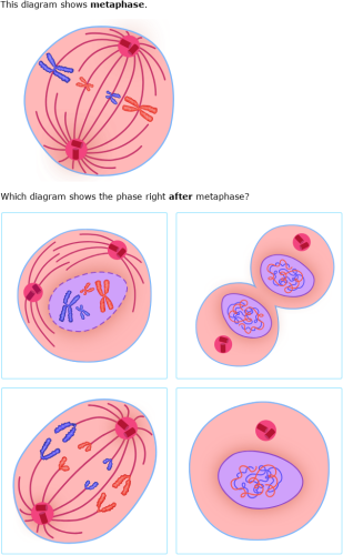 IXL | Mitosis and the cell cycle | 8th grade science