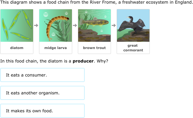 Freshwater Biome Food Chain