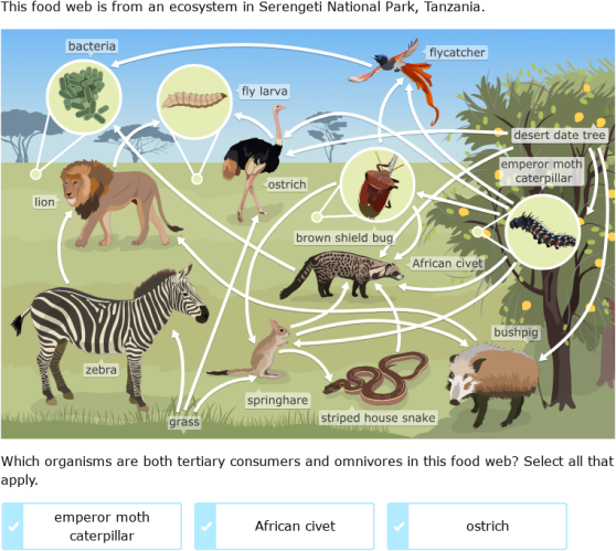IXL - Interpret a Serengeti food web (Biology practice)
