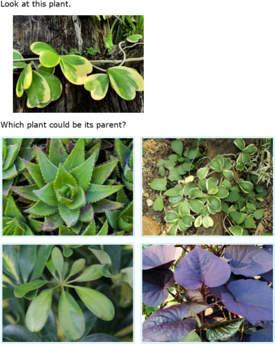 IXL | Match plants to their parents | 1st grade science