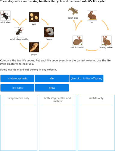 IXL | Compare animal life cycles | 4th grade science