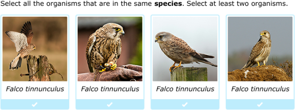 IXL | Use scientific names to classify organisms | 6th grade science