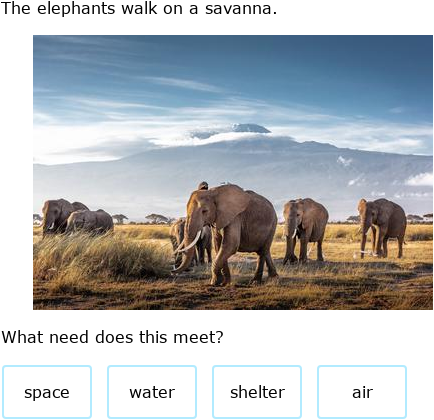 IXL | What do animals need to survive? | 2nd grade science