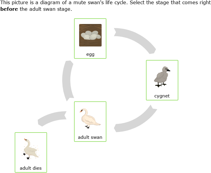 Mammal Life Cycle Diagram