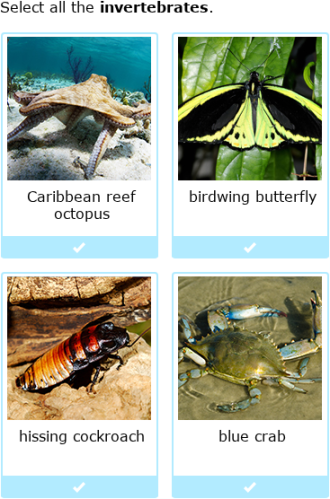 IXL | Identify vertebrates and invertebrates | 7th grade science