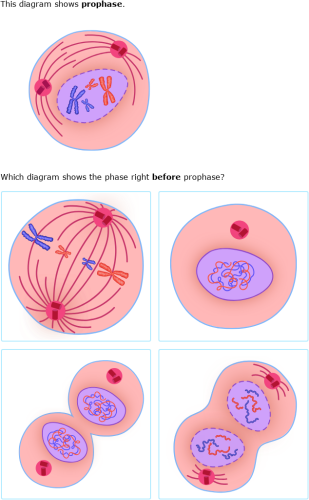 IXL | Mitosis and the cell cycle | 7th grade science