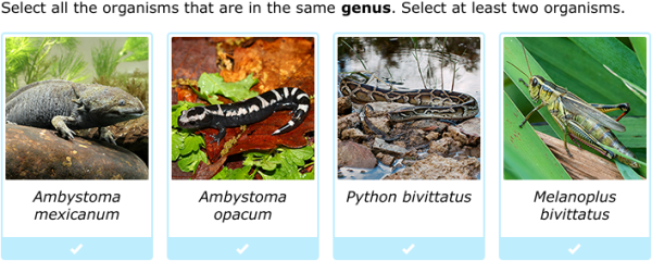 IXL | Use scientific names to classify organisms | 4th grade science