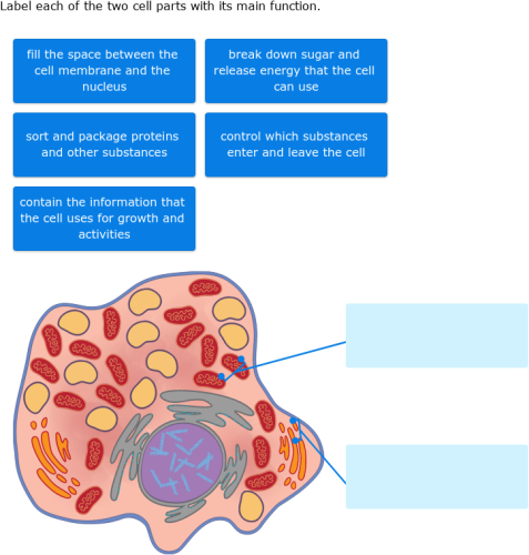 IXL | Animal cell diagrams: label parts | 8th grade science