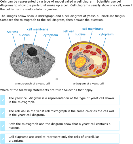 ixl-understanding-cells-8th-grade-science