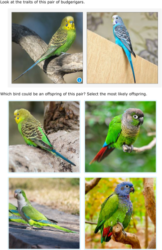 IXL | Match offspring to parents using inherited traits | 5th grade science