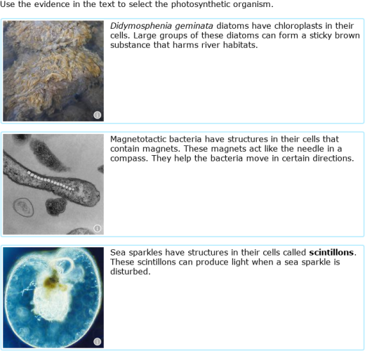 IXL | Identify the photosynthetic organism | 7th grade science