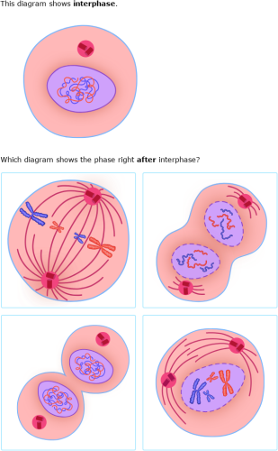 IXL | Mitosis and the cell cycle | 6th grade science