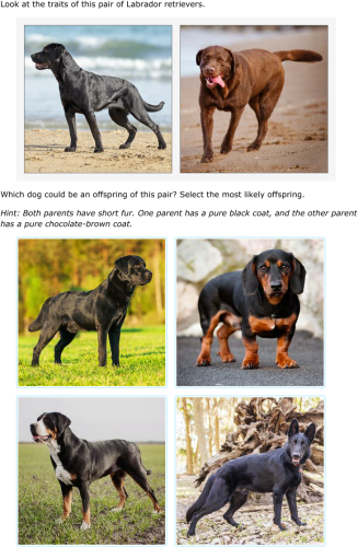 IXL | Match offspring to parents using inherited traits | 4th grade science