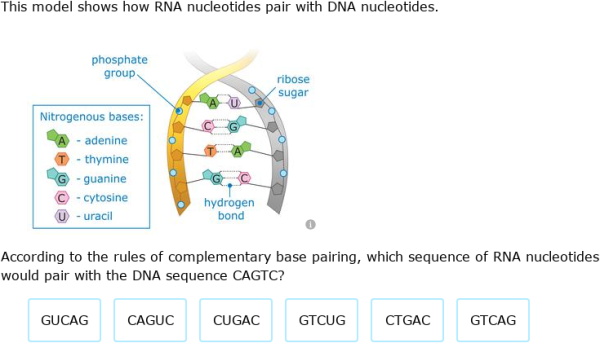 IXL - Structure and function: nucleic acids (Biology practice)