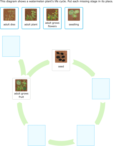 IXL | Describe and construct flowering plant life cycles | 4th grade ...