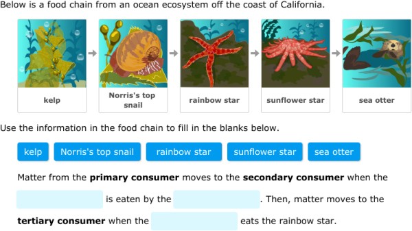 IXL | How does matter move in food chains? | 8th grade science