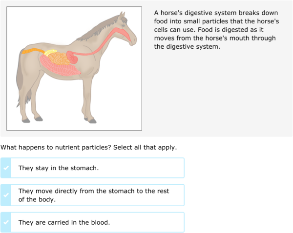 IXL | Body systems: digestion | 5th grade science