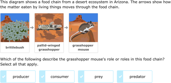 IXL | Identify roles in food chains | 3rd grade science