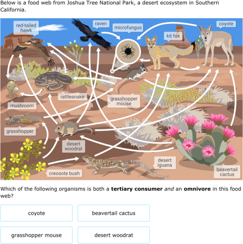 IXL | Interpret food webs II | 7th grade science