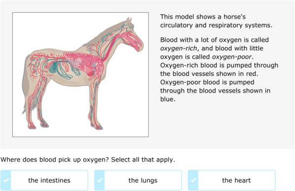 IXL | Body systems: circulation and respiration | 4th grade science