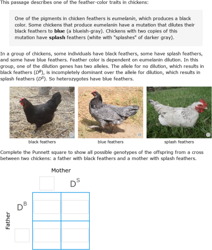 IXL - Punnett squares: incomplete dominance and codominance (Biology ...
