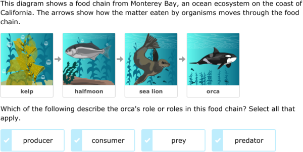 IXL | Identify roles in food chains | 4th grade science