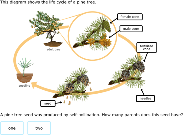Pine Life Cycle Diagram