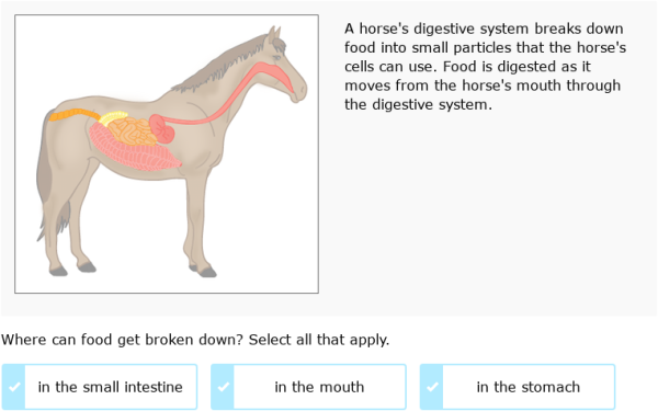 IXL | Body systems: digestion | 6th grade science