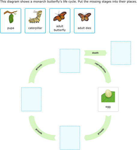 IXL | Read and construct animal life cycle diagrams | 5th grade science