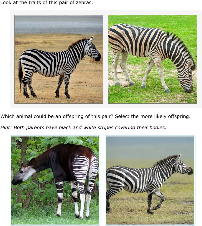 Inherited Traits Of Animals